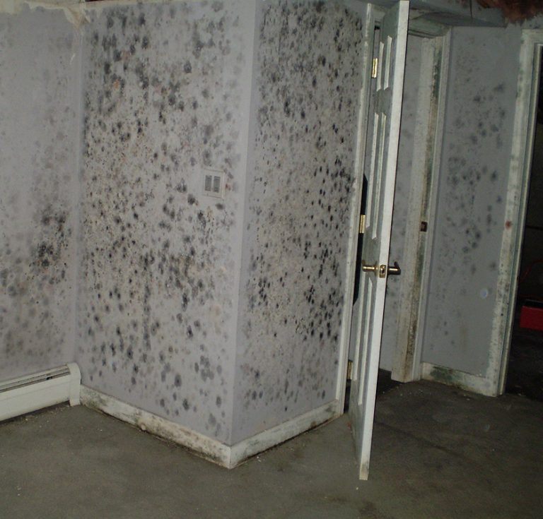 Mold Removal & Remediation Sugar Hill, GA | MoldStar Remediation